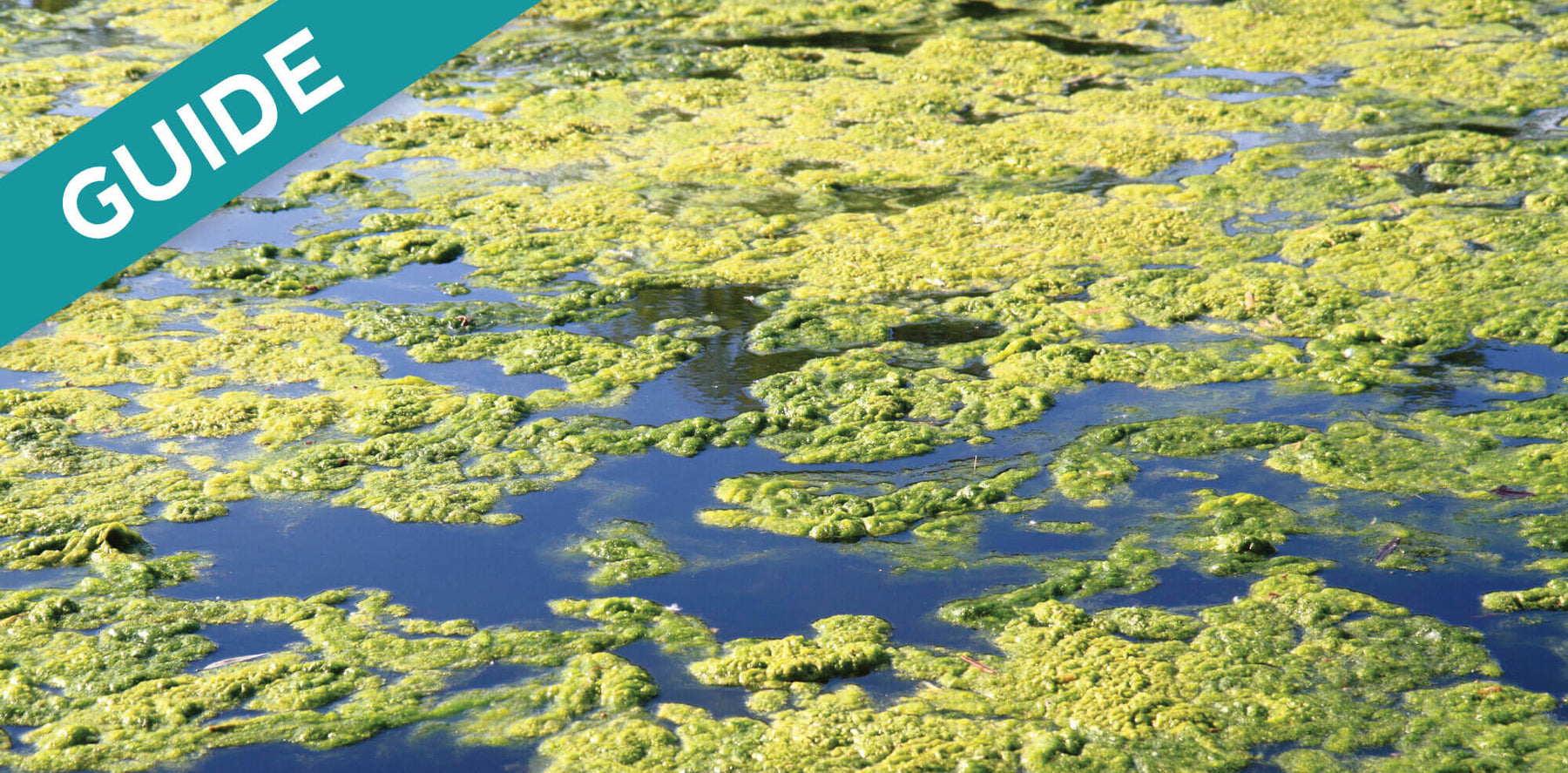 Sanitizing Your Freshwater Holding Tanks & Removing Algae - Unique ...